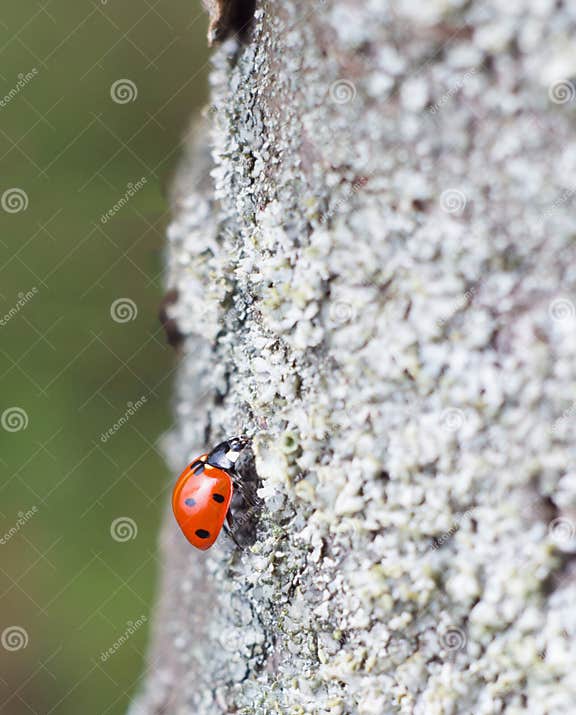 Ladybug on tree bark stock image. Image of forest, blurry - 66706203