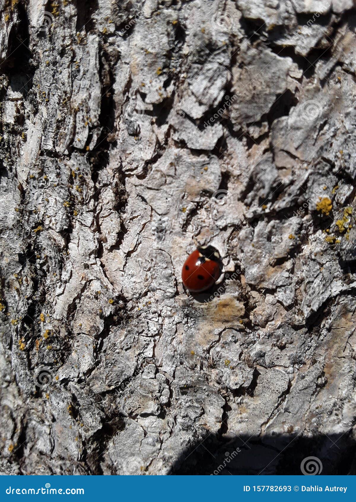 Ladybug on a tree stock image. Image of nature, outdoors - 157782693