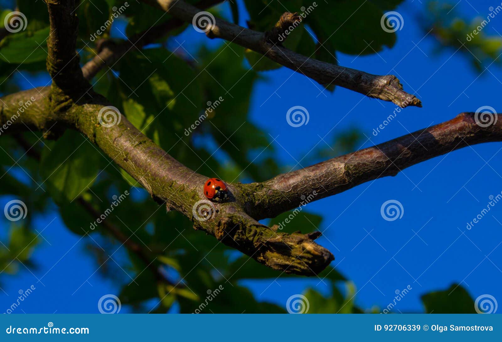 A Ladybug on a Tree Branch. Stock Image - Image of green, flight: 92706339
