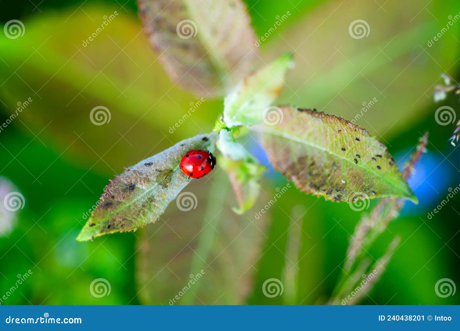 Ladybug on a tree branch stock image. Image of megalocaria - 240438201