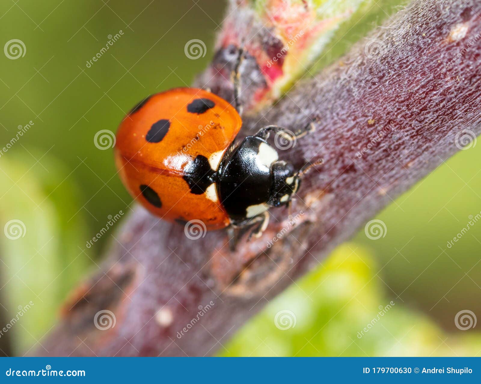 Ladybug on a tree branch stock photo. Image of summer - 179700630
