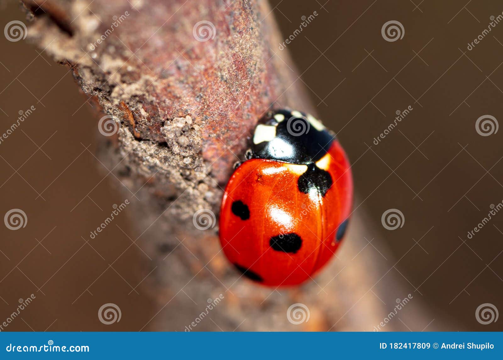 Ladybug on a tree branch stock image. Image of wildlife - 182417809