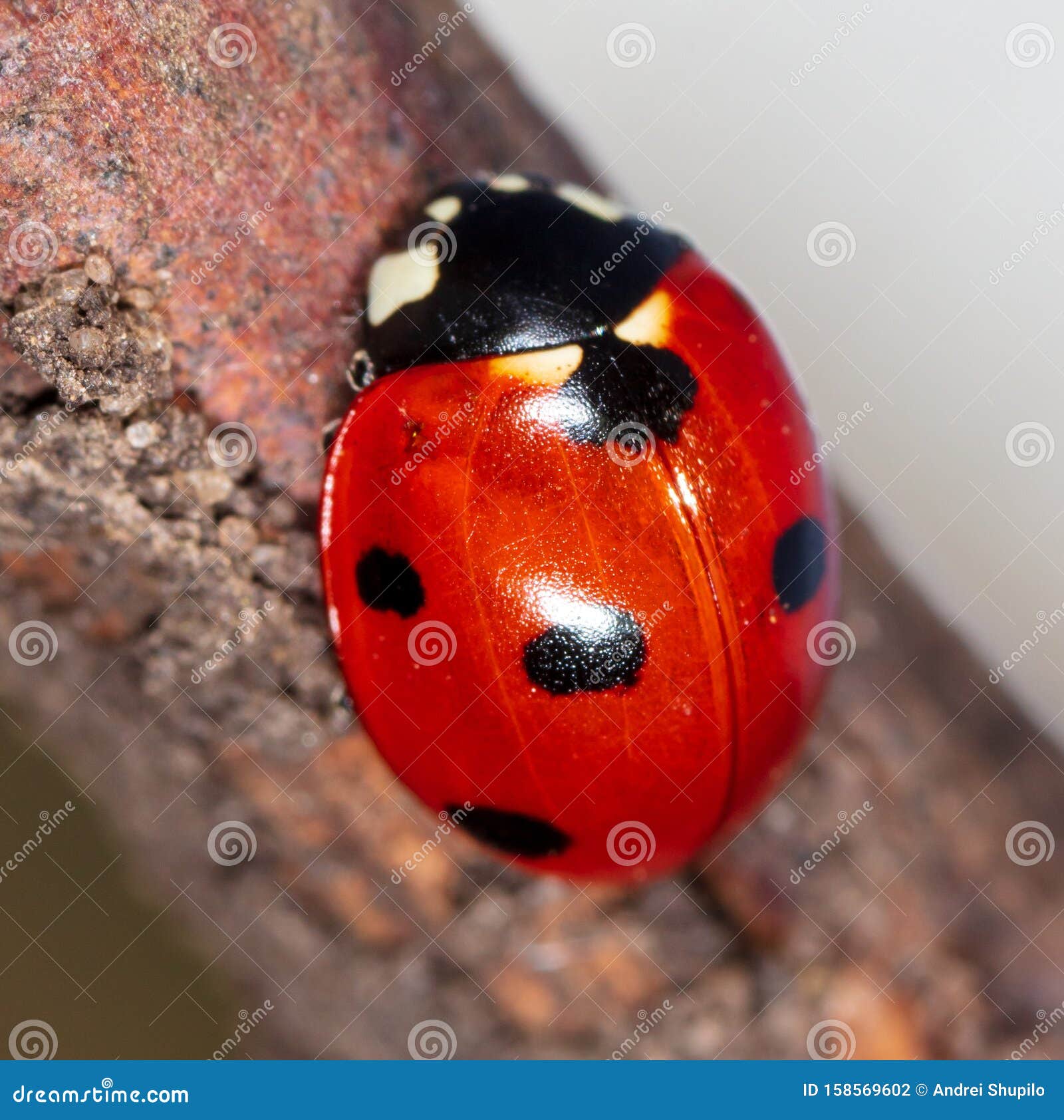 Ladybug on a tree branch stock photo. Image of spring - 158569602