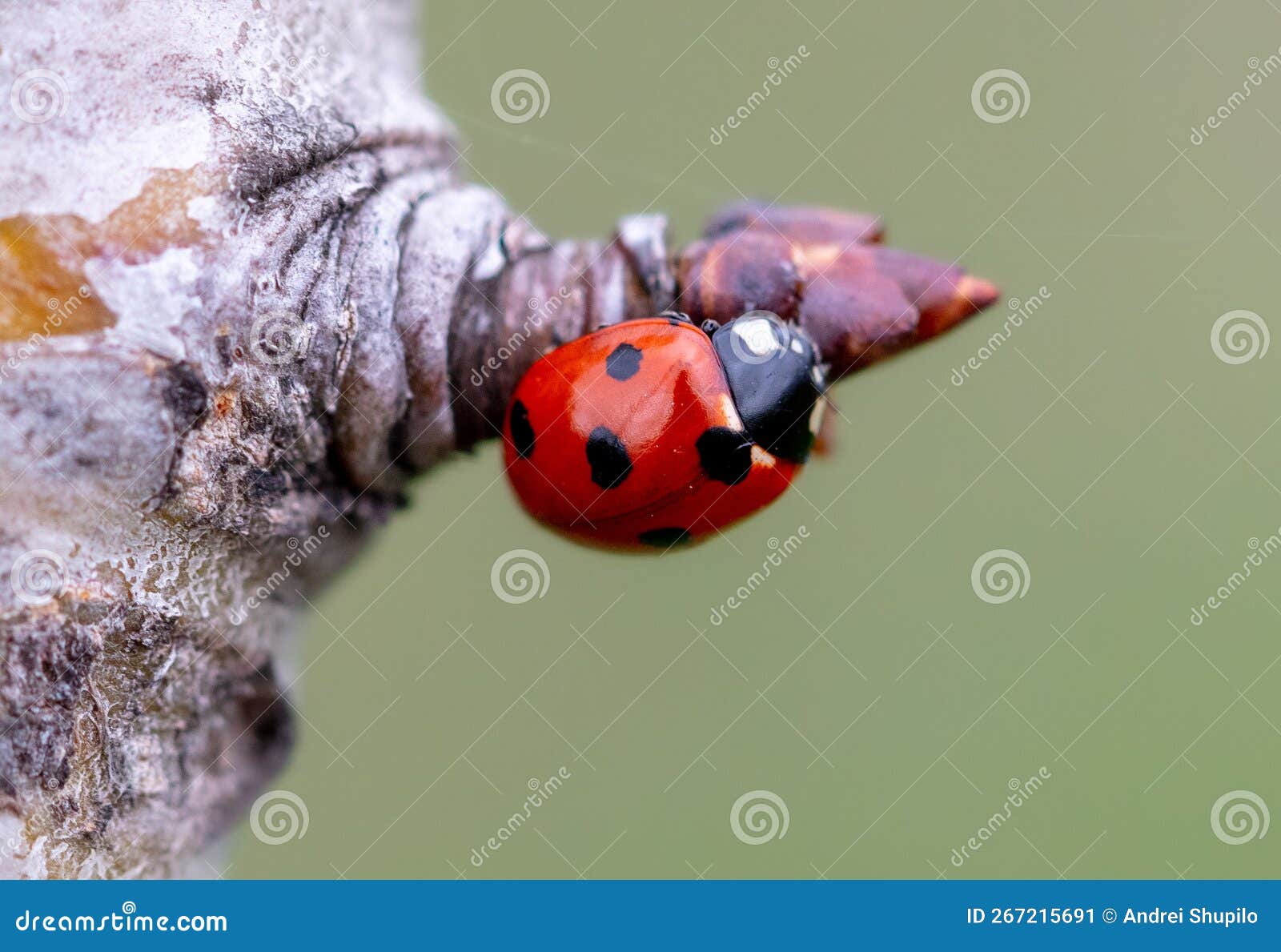 Ladybug on a Tree Branch in Spring. Macro Stock Image - Image of life ...