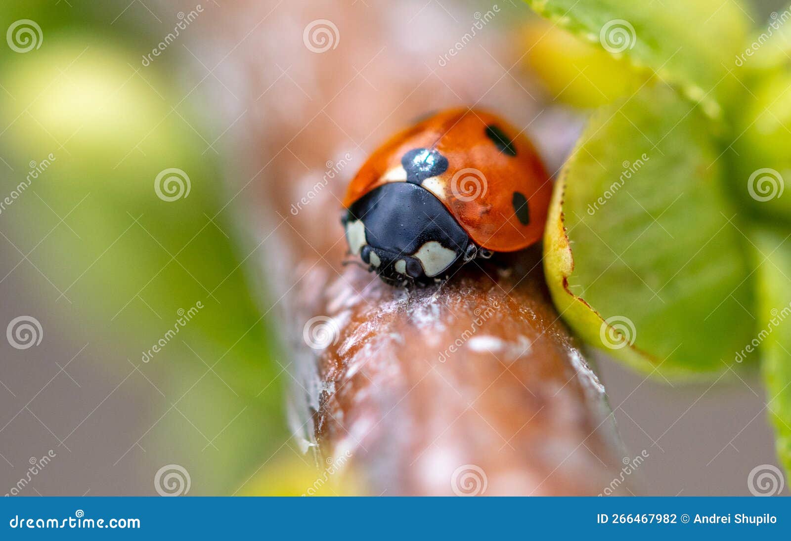 Ladybug on a Tree Branch in Spring. Macro Stock Photo - Image of beetle ...