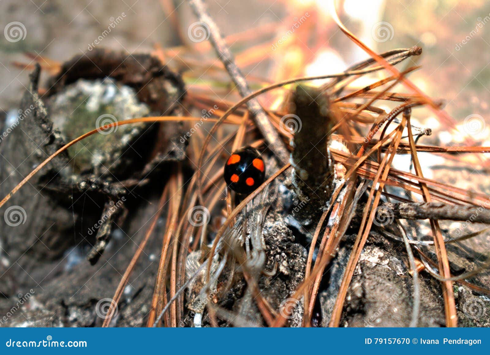 Ladybug on a Tree stock photo. Image of rough, branches - 79157670