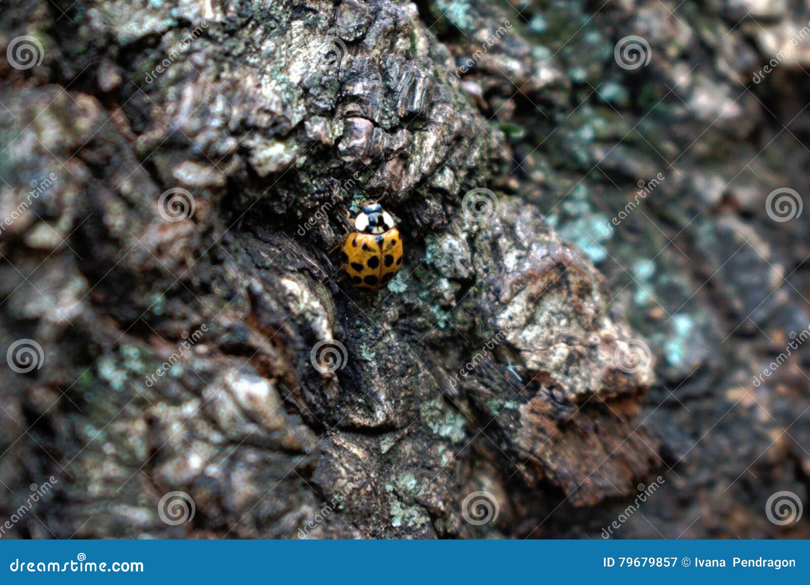 Ladybug on a Tree stock image. Image of bark, wood, insect - 79679857