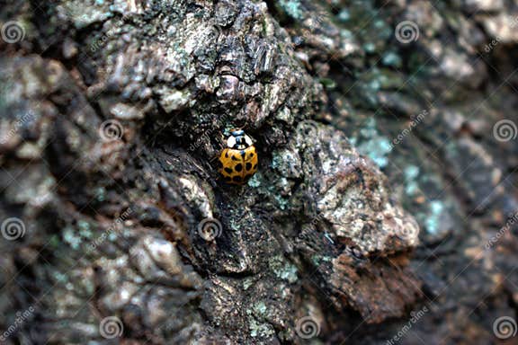 Ladybug on a Tree stock image. Image of bark, wood, insect - 79679857
