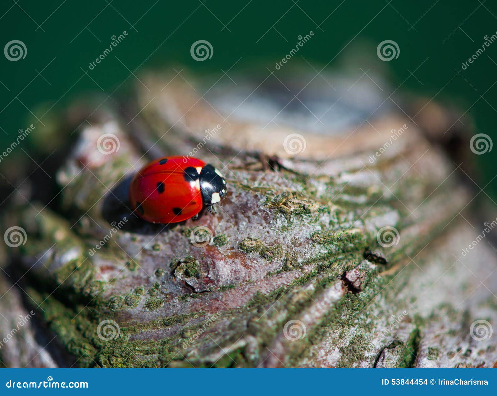 Ladybug on a tree stock photo. Image of beetle, scab - 53844454