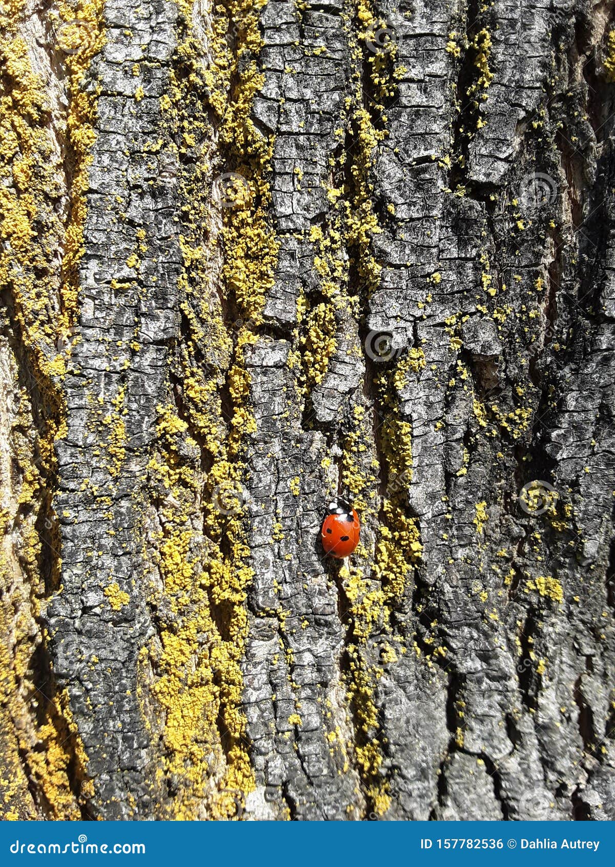 Ladybug on a tree stock photo. Image of tree, nature - 157782536