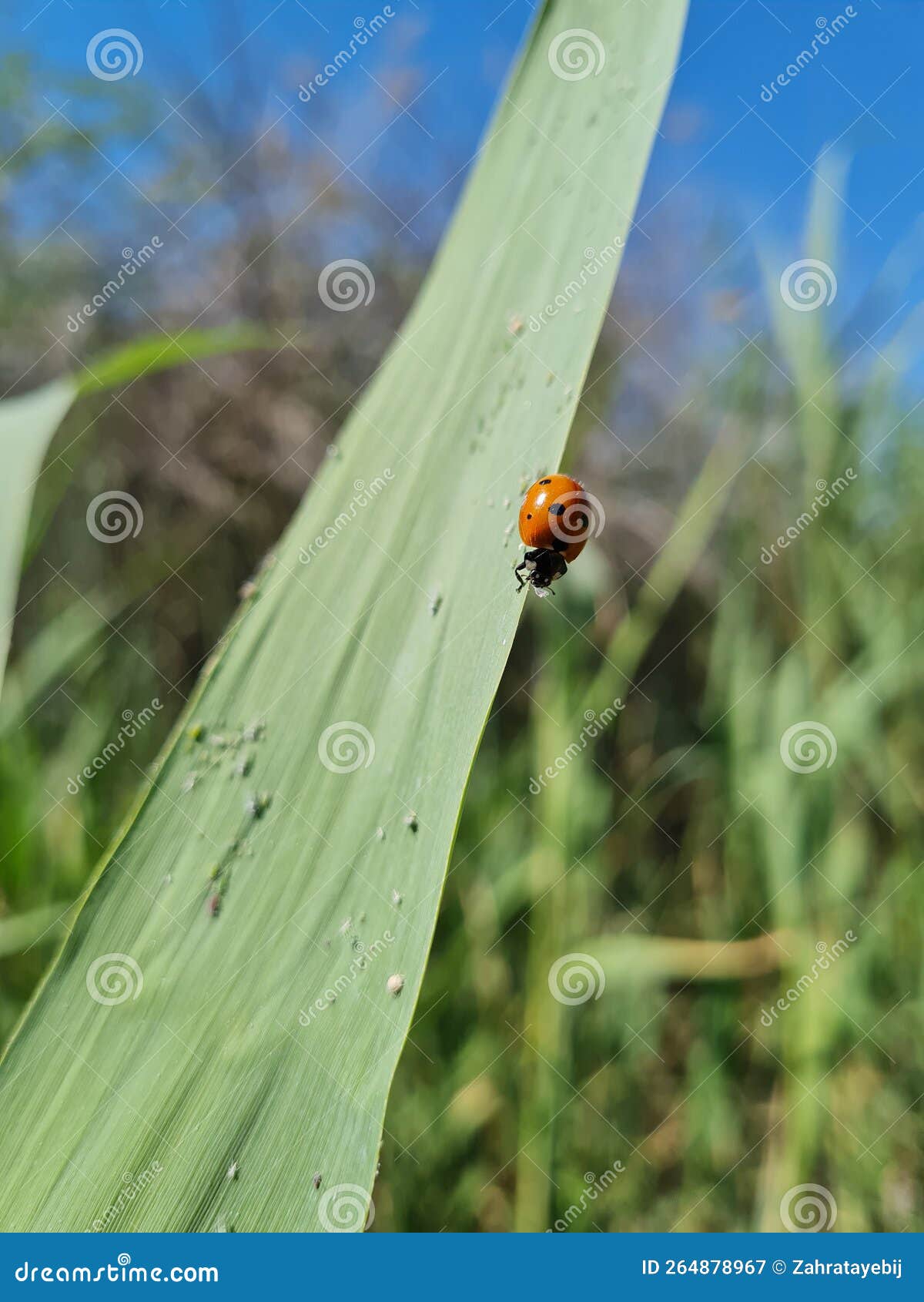 Ladybug on a tree leaf stock image. Image of invertebrate - 264878967