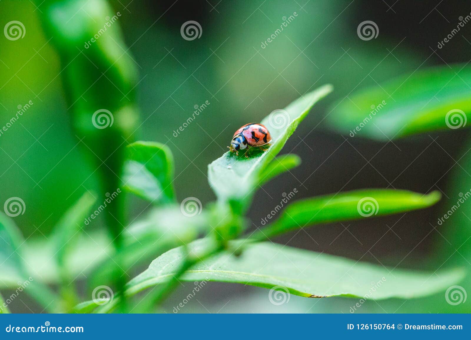 Ladybug on tree stock photo. Image of oranges, green - 126150764