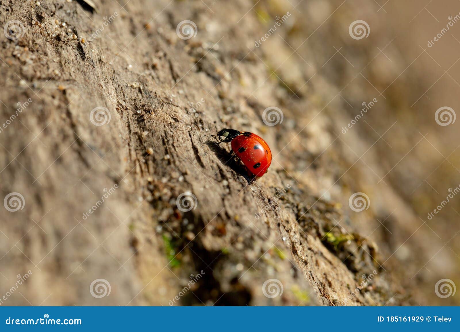 Ladybug on a tree stock image. Image of flying, insect - 185161929