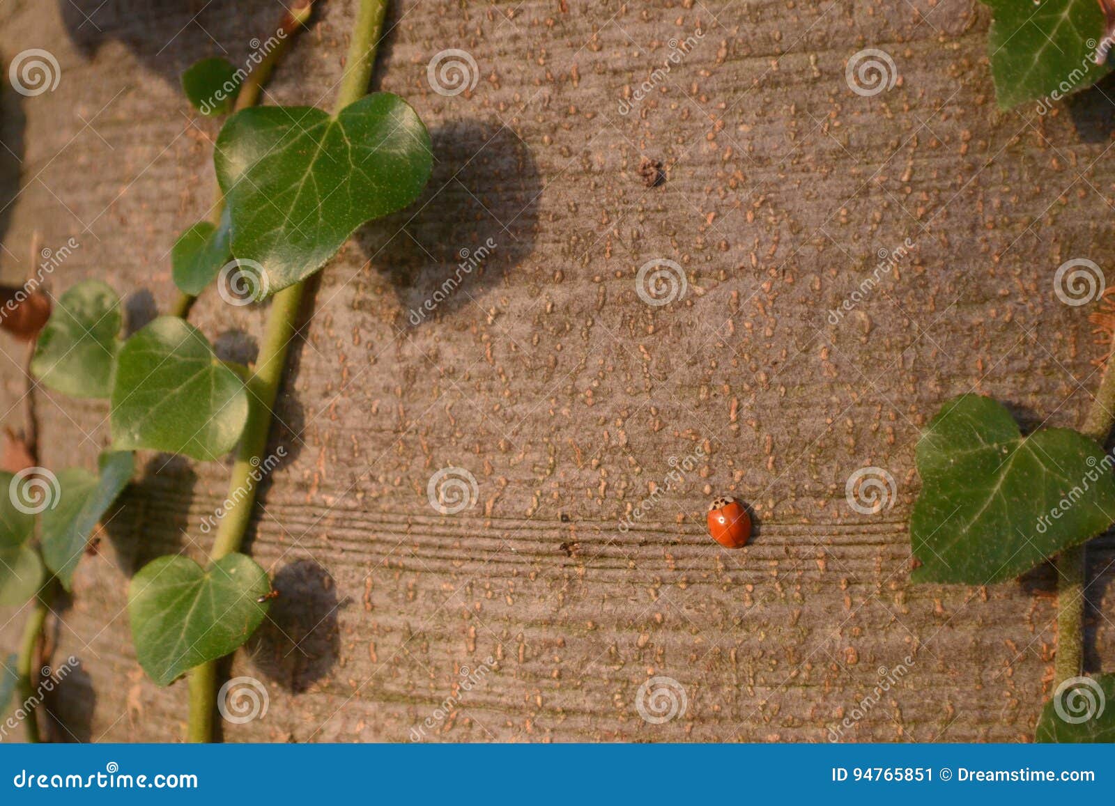 Ladybug on Tree Trunk stock image. Image of nature, summer - 94765851