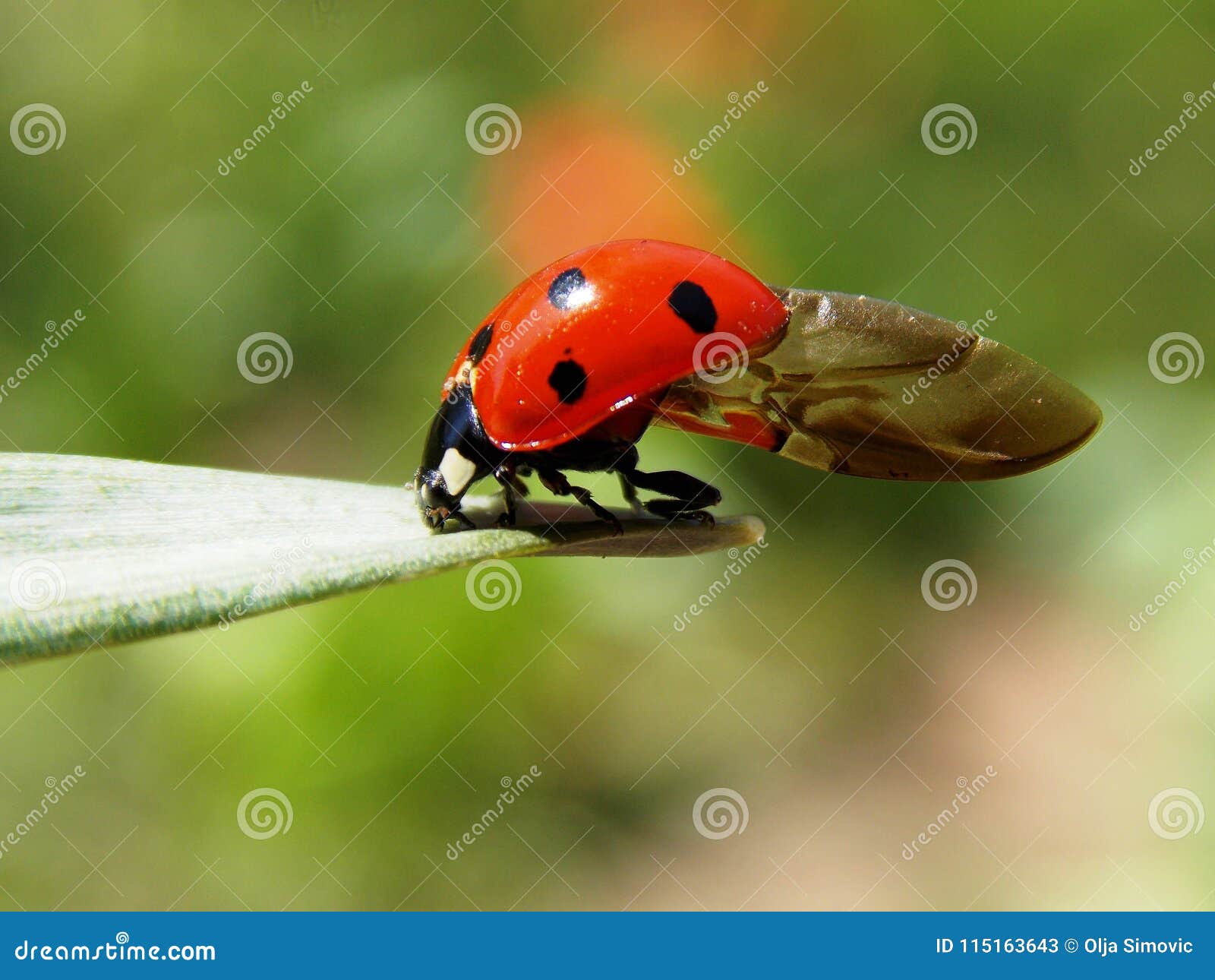 Ladybug trying to fly stock image. Image of color, leaf - 115163643