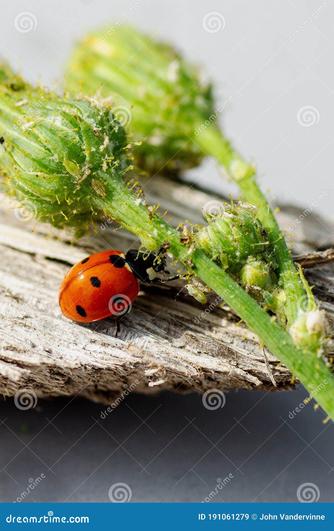 Ladybug stock image. Image of ladybug, green, hide - 191061279