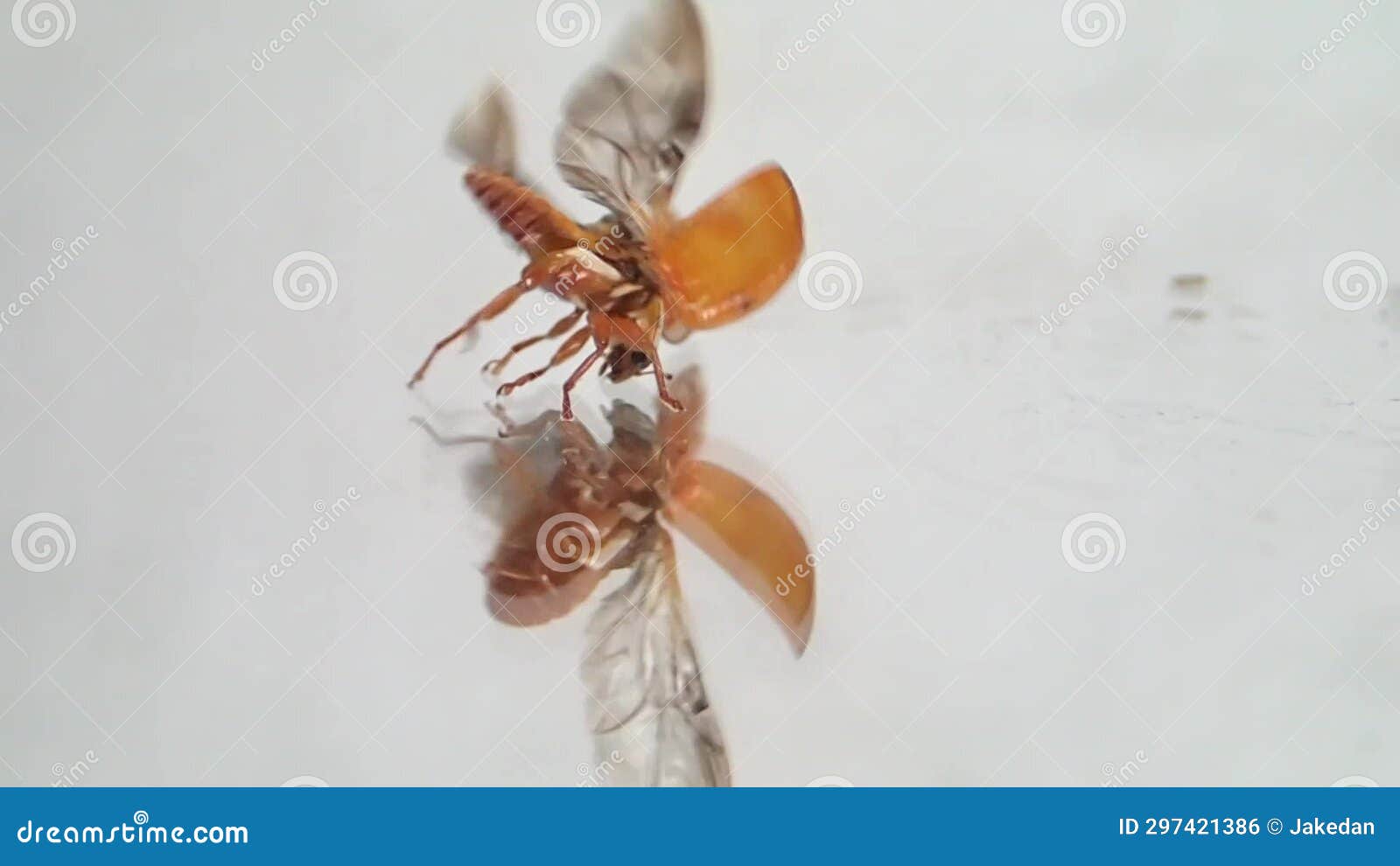 Ladybug Turning Itself on the Legs Stock Footage - Video of hunter ...