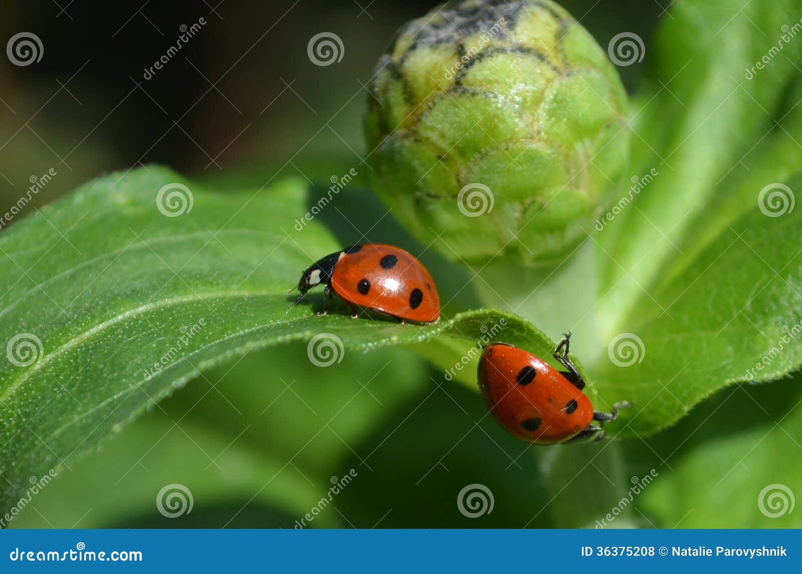 Ladybug5 stock photo. Image of entomology, insekt, flora - 36375208