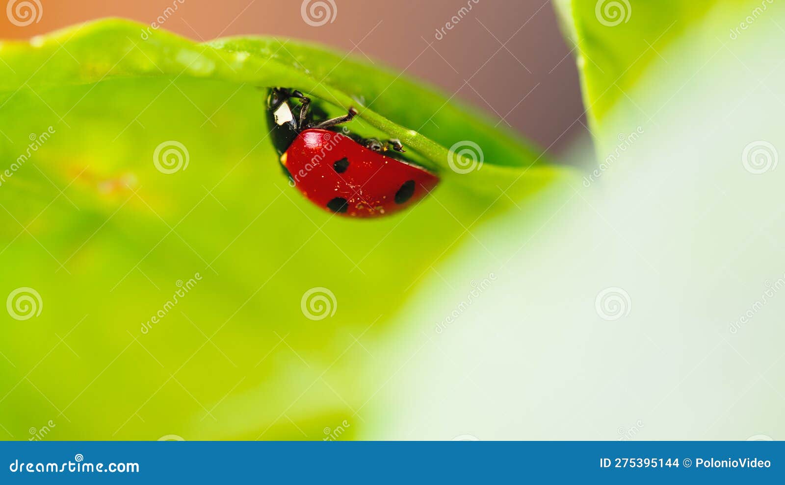 Ladybug Under the Basil Leaf O Fa Plant Stock Photo - Image of leaf ...