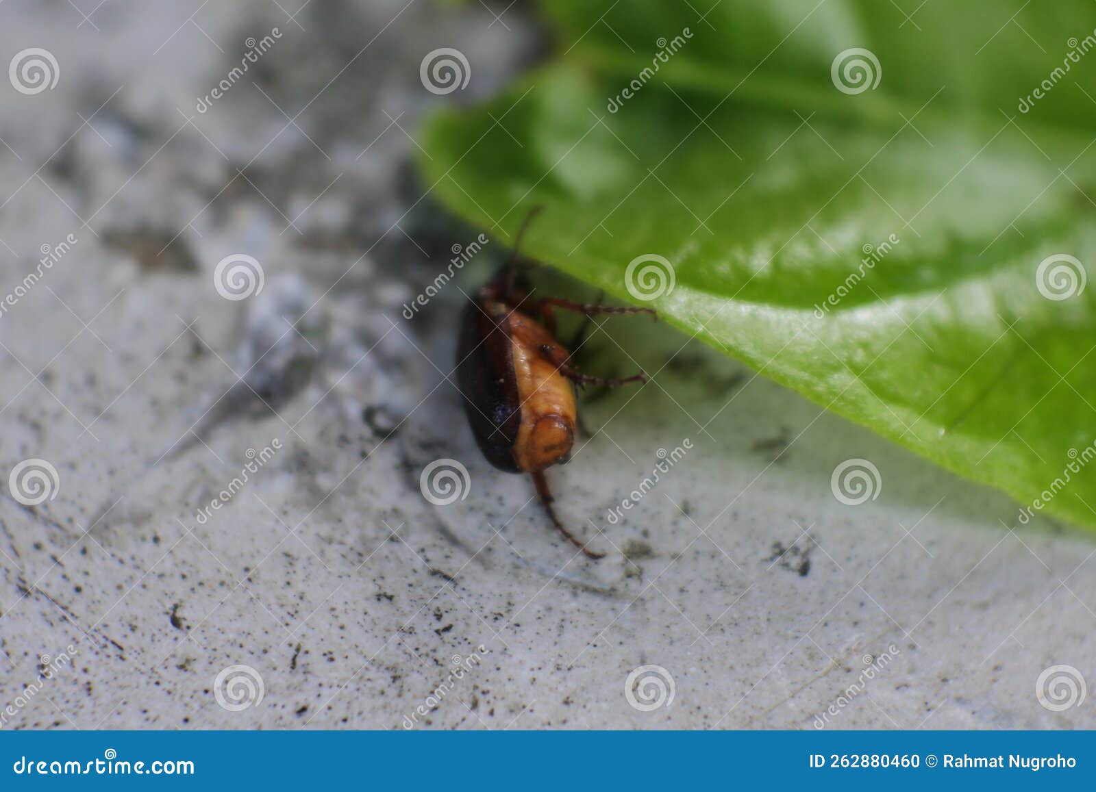 Ladybug Upside Down on the Floor Stock Photo - Image of forest, macro ...