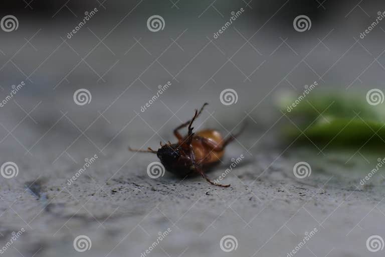 Ladybug Upside Down on the Floor Stock Photo - Image of entomology ...