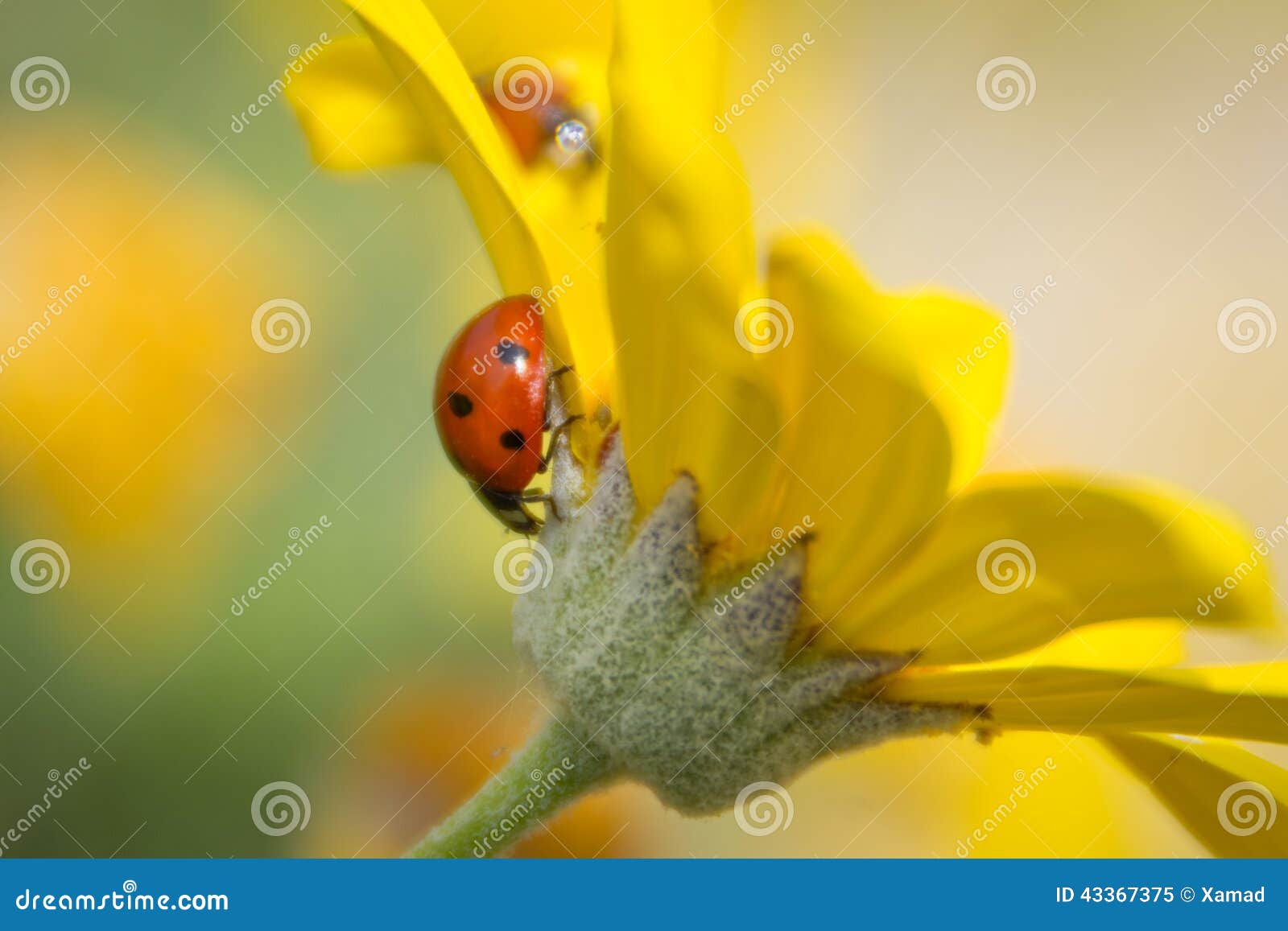 Ladybug Upside Down On Leaves Stock Image | CartoonDealer.com #122659009