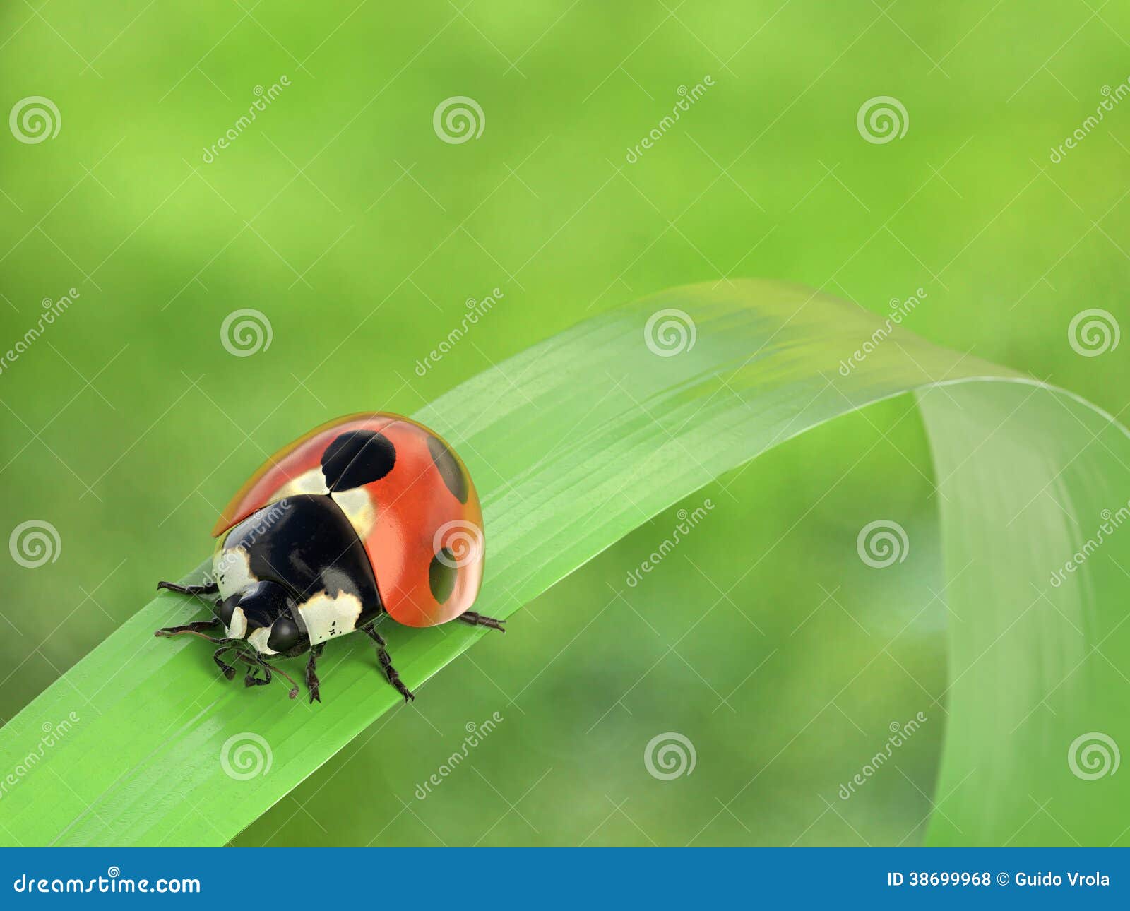 Ladybug stock illustration. Illustration of closeup, beautiful - 38699968