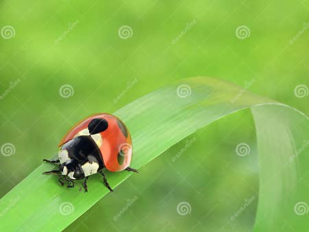 Ladybug stock illustration. Illustration of closeup, beautiful - 38699968