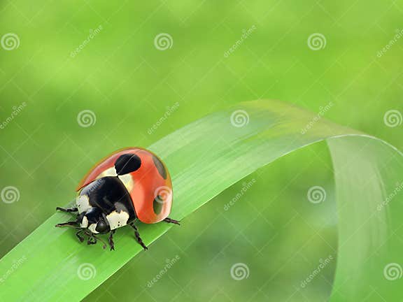 Ladybug stock illustration. Illustration of closeup, beautiful - 38699968