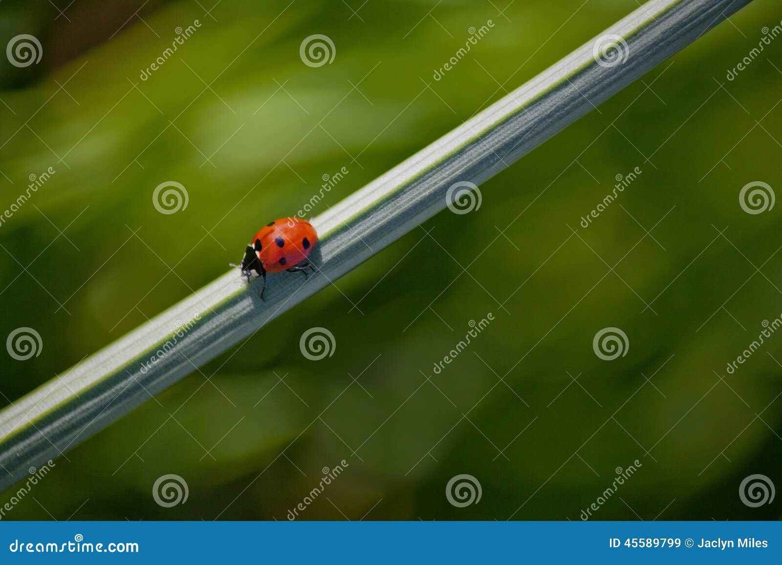 Ladybug on Vine stock image. Image of lady, insect, nature - 45589799