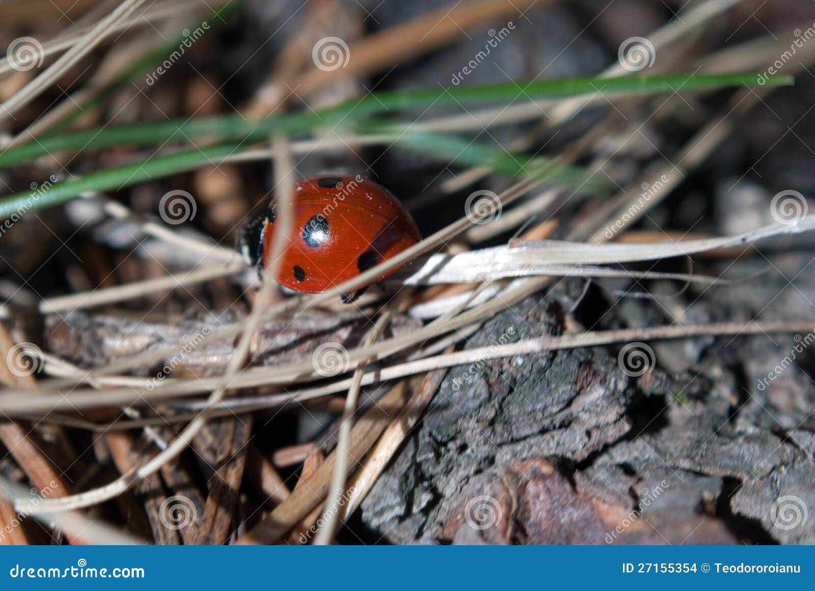 Ladybug on a walk stock photo. Image of lady, pretty - 27155354