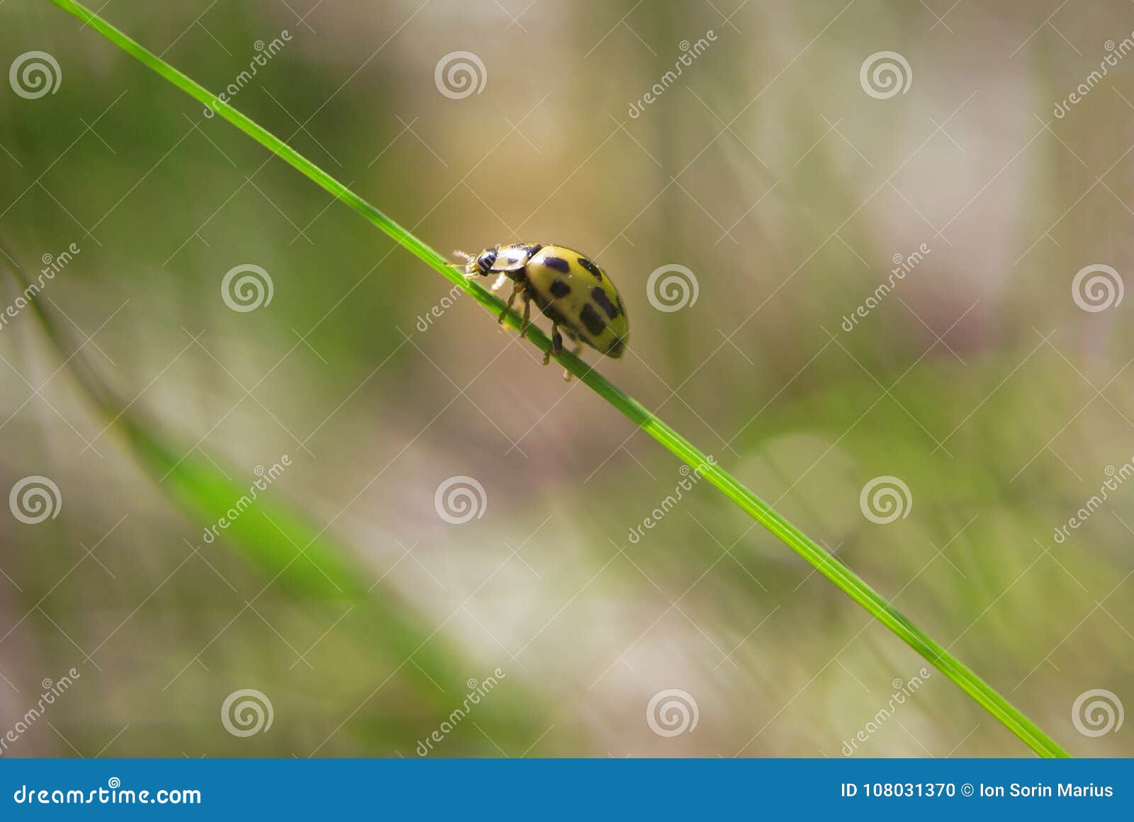 Ladybug Walk on a Diagonal Grass Thread Stock Photo - Image of balance ...
