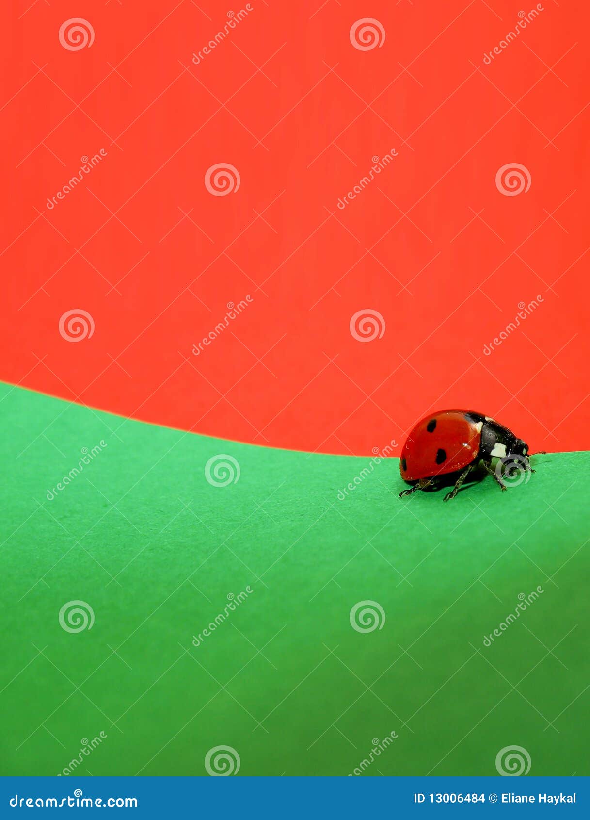 Ladybug Walking stock photo. Image of macro, green, black - 13006484