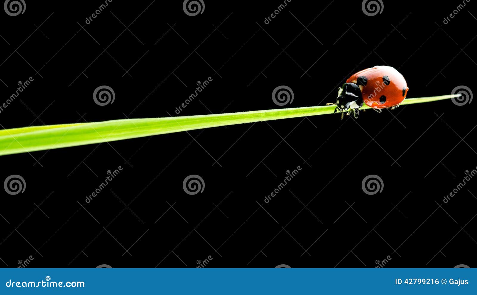 Ladybug Walking on a Blade of Green Grass Stock Photo - Image of life ...