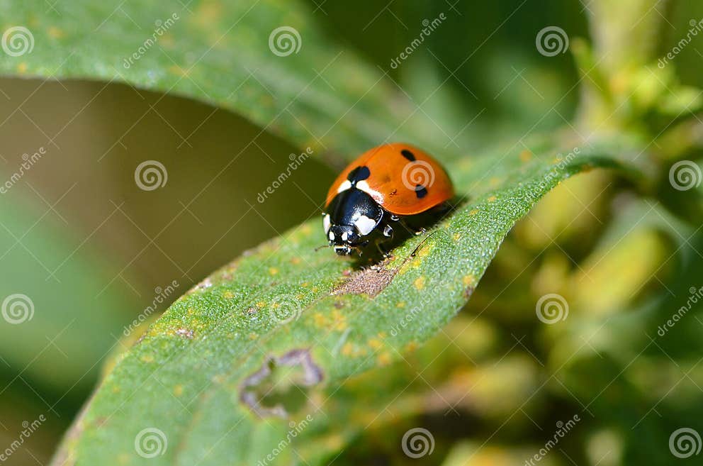 Ladybug on a corn cob leaf stock image. Image of leafs - 174094373