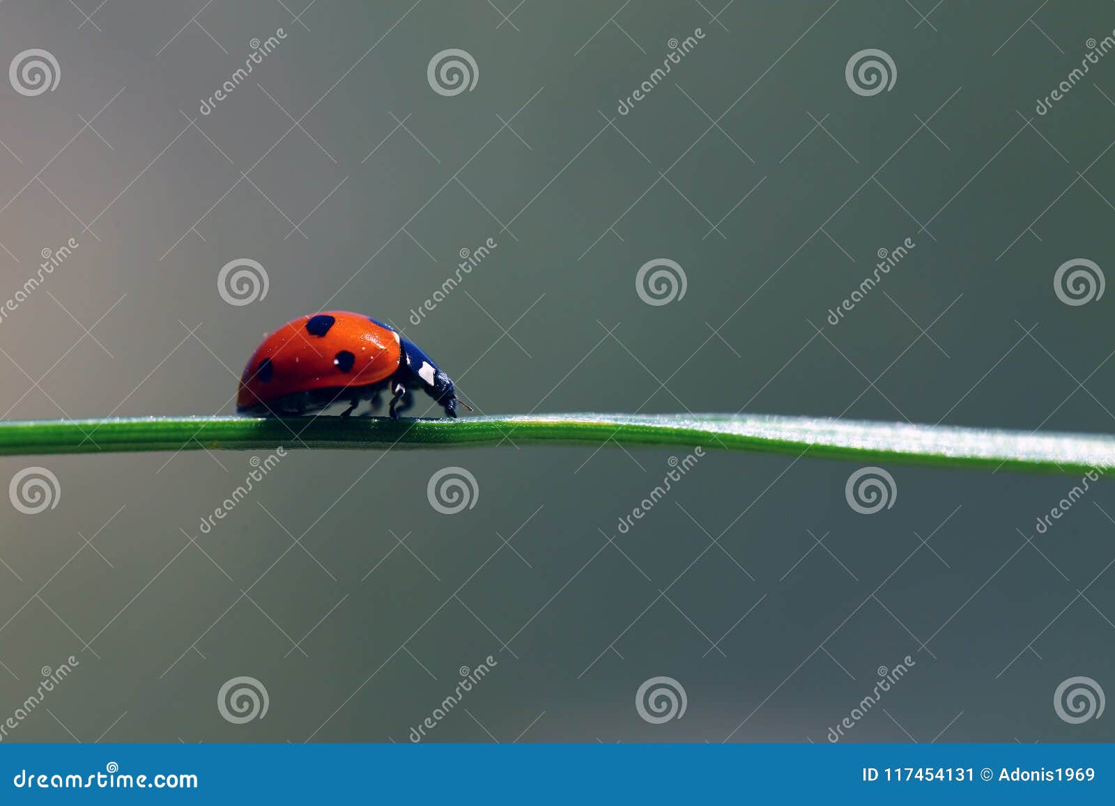 Ladybug walking on grass stock image. Image of fauna - 117454131