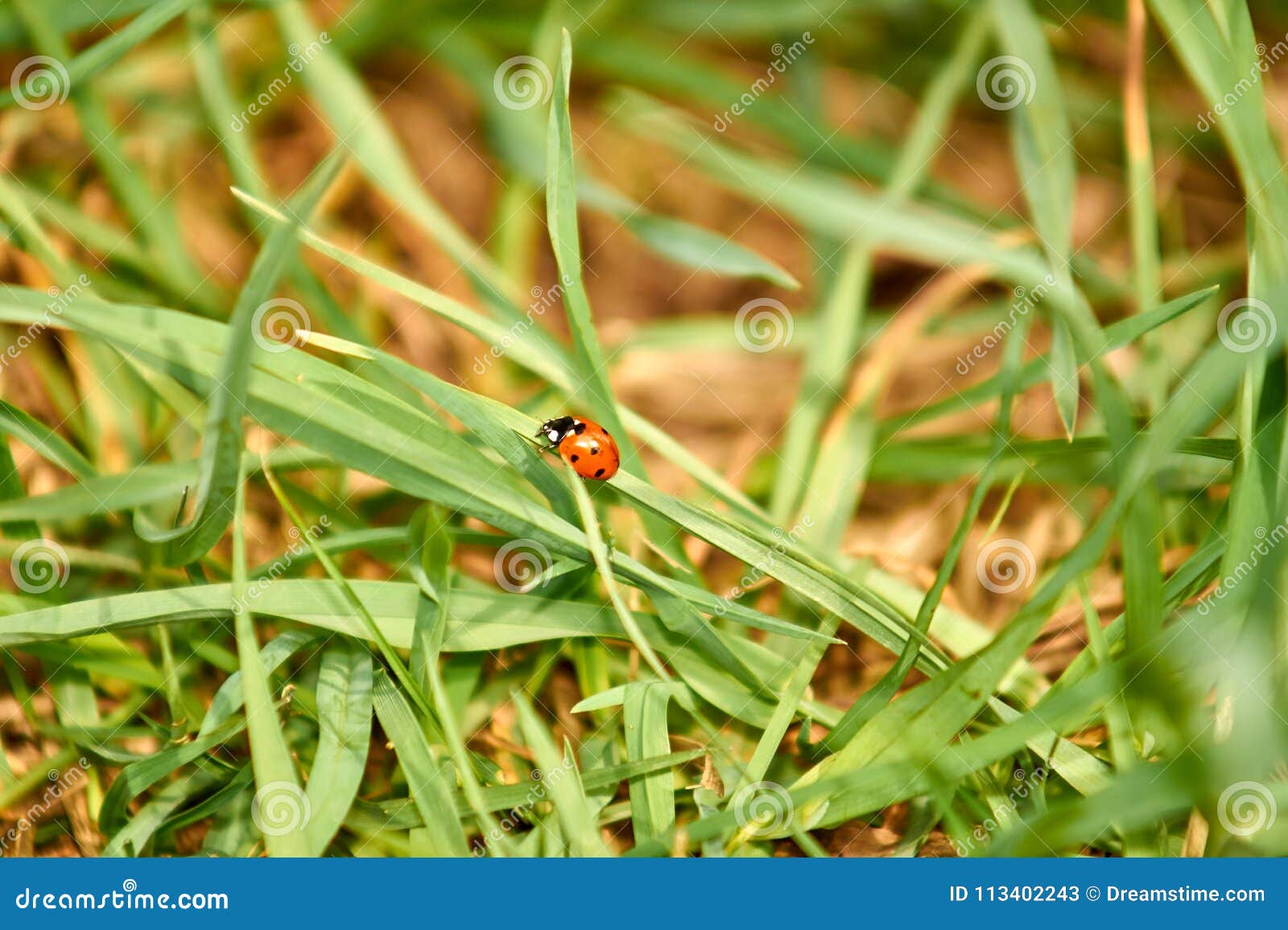 Ladybug walking on a grass stock image. Image of tiny - 113402243