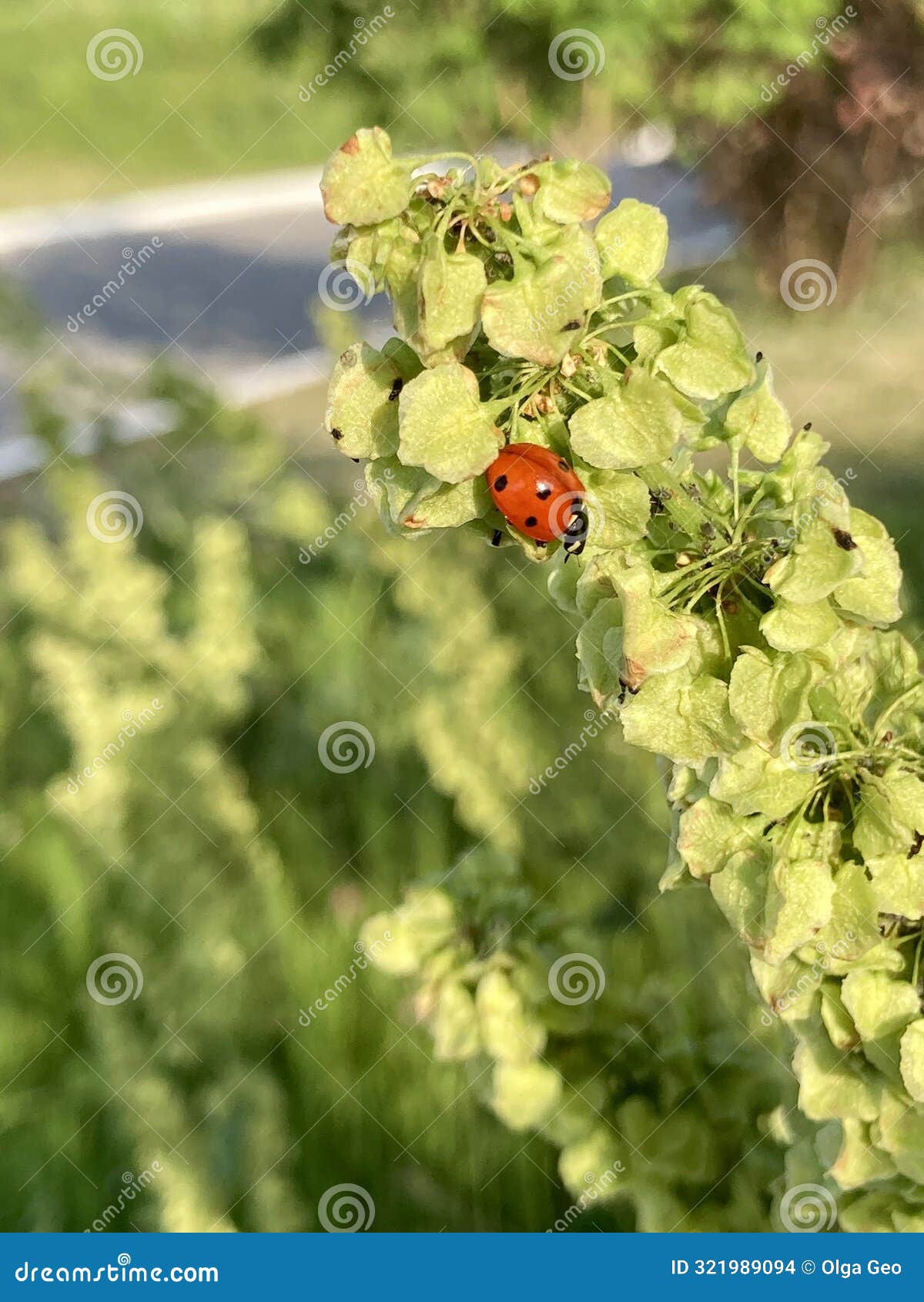 Ladybug Walking on a Green Leaf Stock Photo - Image of people, mountain ...
