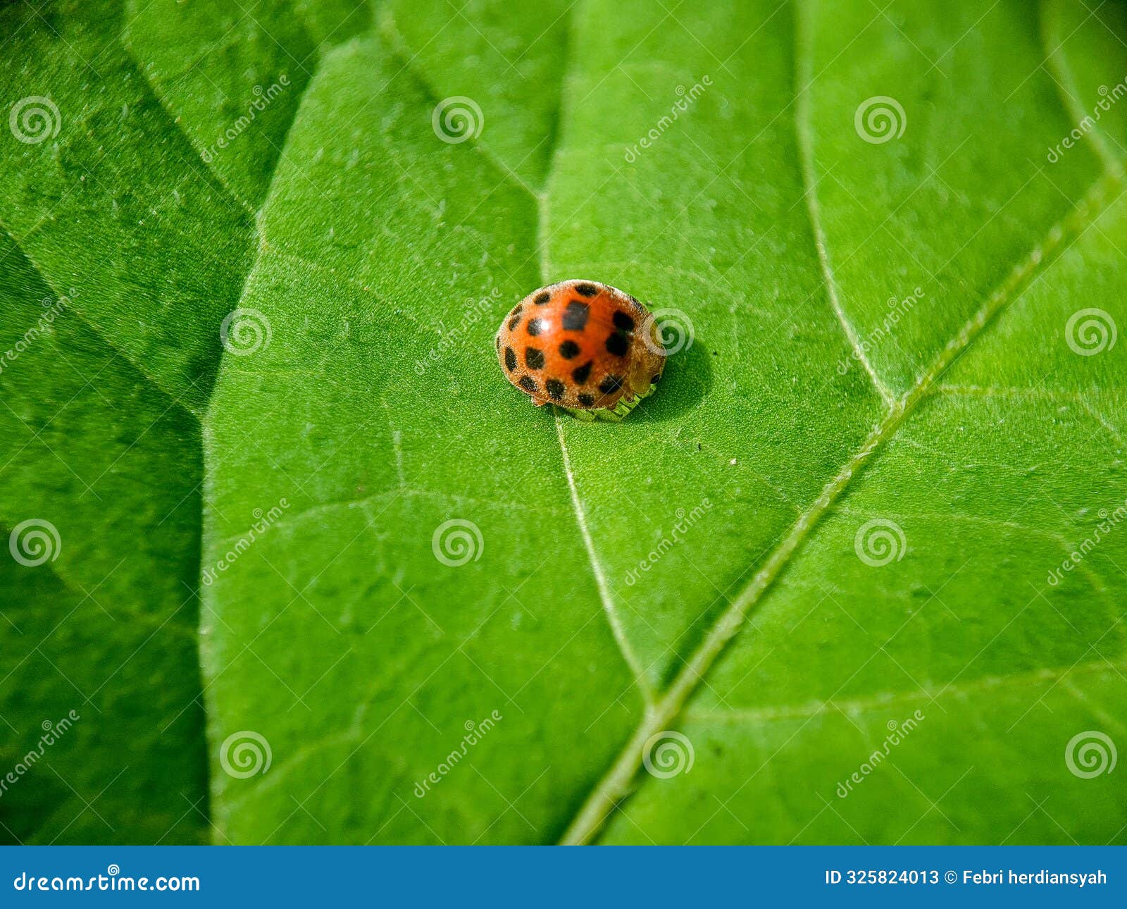 Ladybug Walking on a Green Leaf Stock Image - Image of macro, animal ...