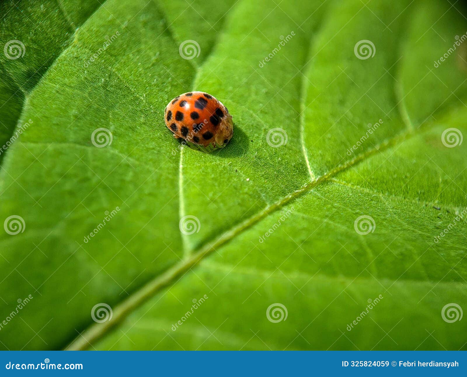 Ladybug Walking on a Green Leaf Stock Image - Image of close, garden ...