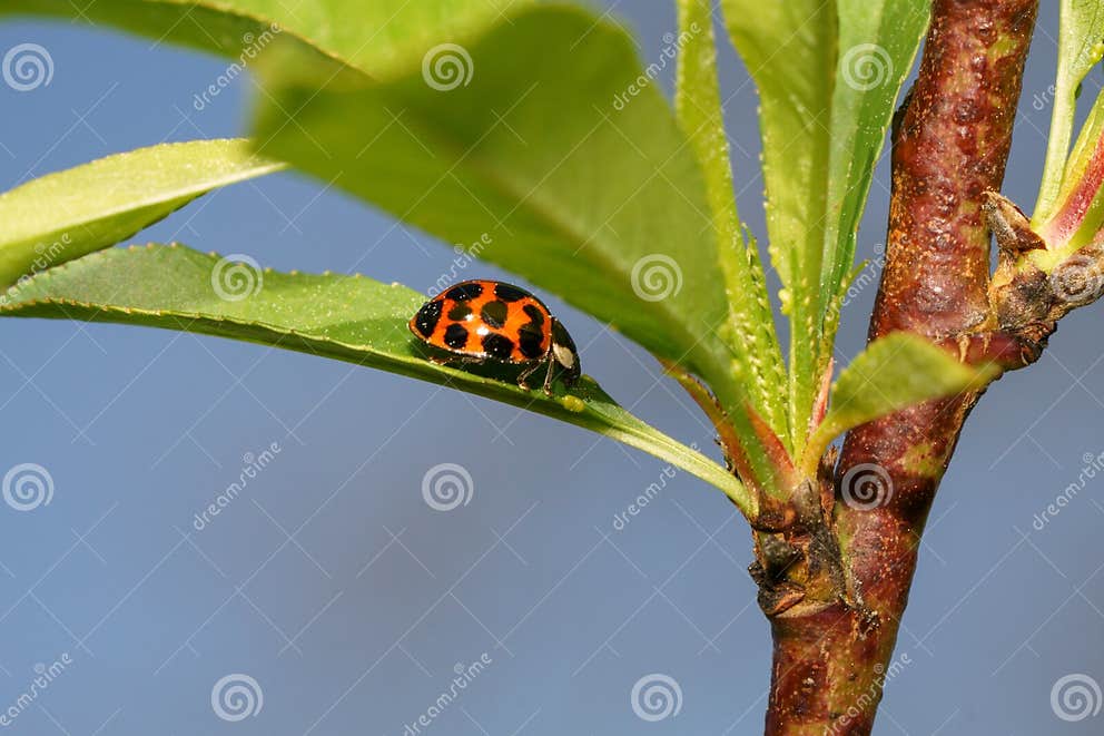 Ladybug Walking on a Green Leaf Eating Aphids. Stock Photo - Image of ...