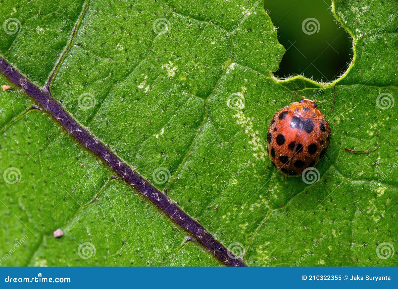 Ladybug Walking on Green Leaf Stock Image - Image of life, natural ...