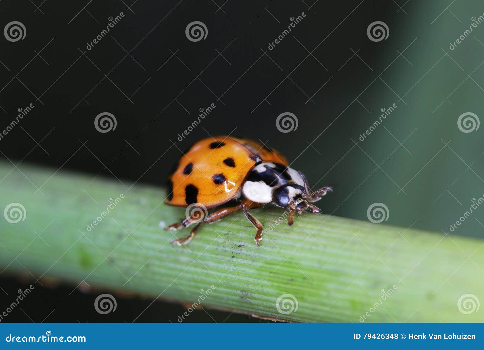 Ladybug Walking on a Green Stick Stock Photo - Image of lady, bookeh ...