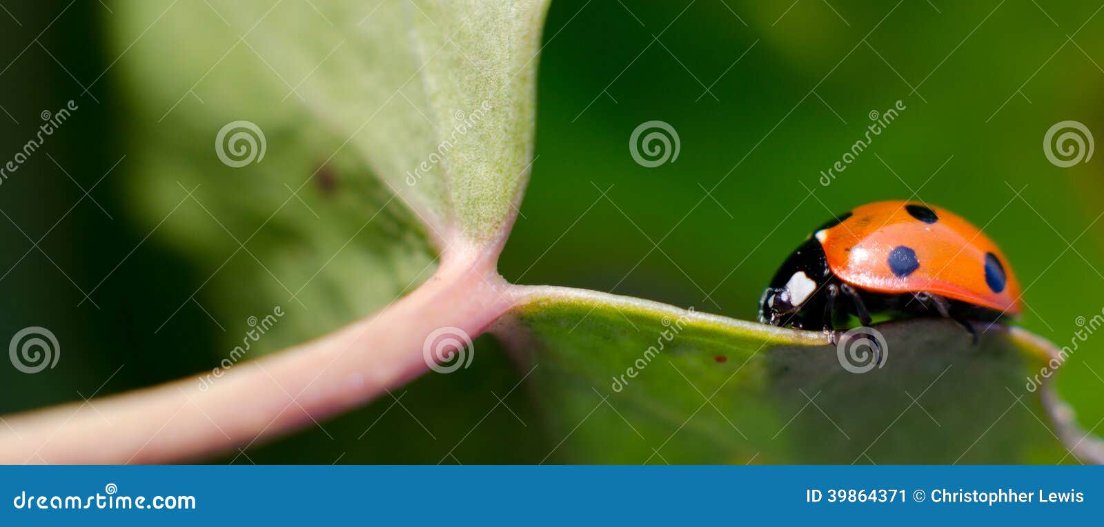 Ladybug walking on leaf stock image. Image of bright - 39864371
