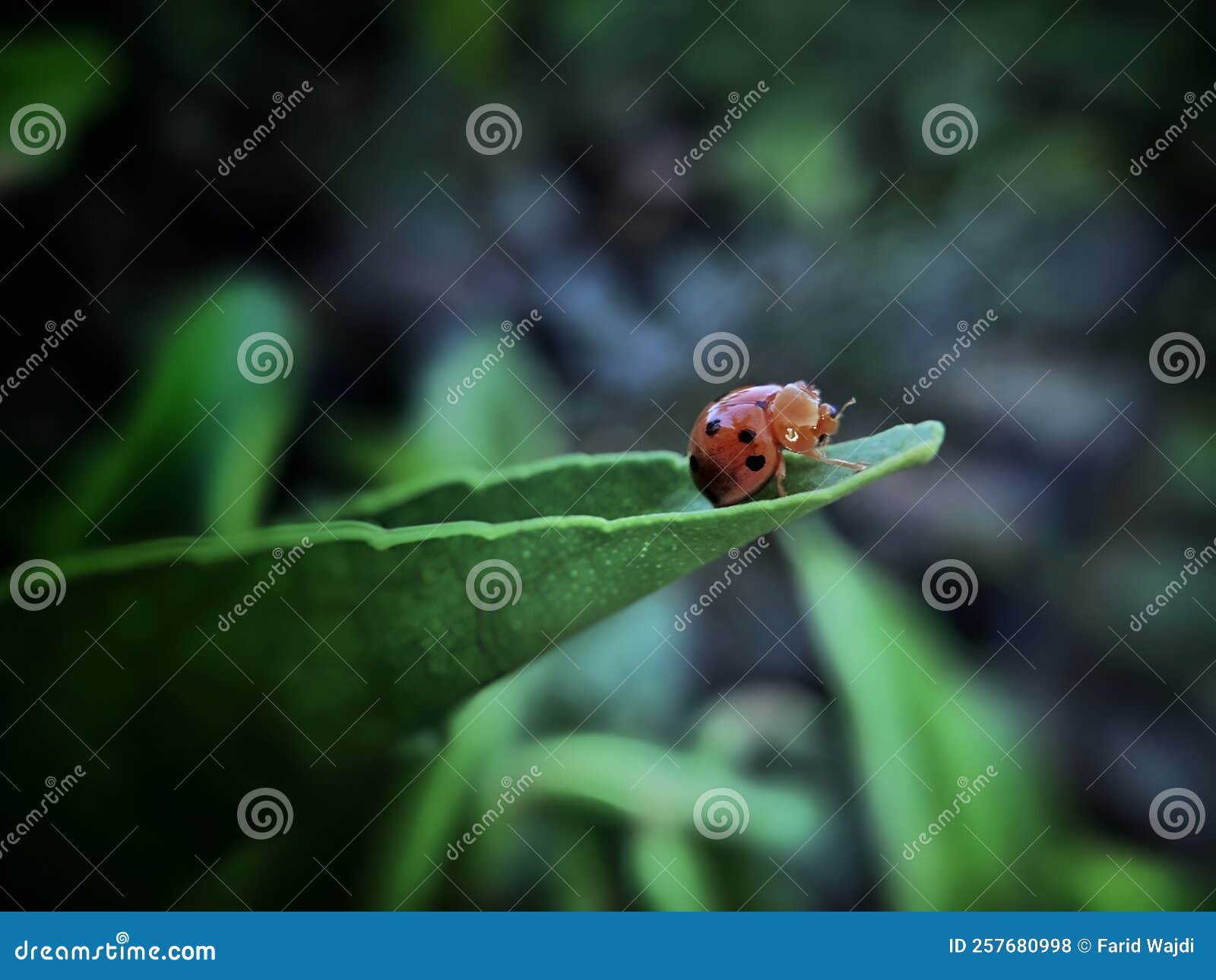 A Ladybug is Walking on a Leaf Stock Photo - Image of grass, black ...