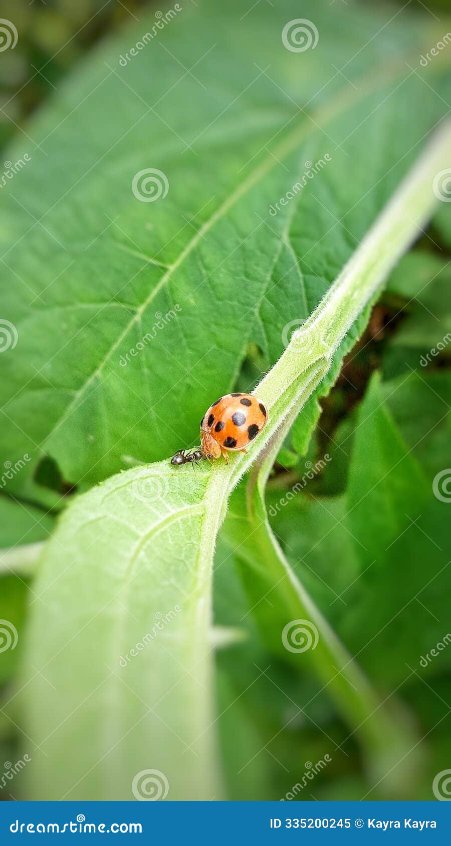 A Ladybug Walking on a Leaf Met an Ant Stock Image - Image of nature ...