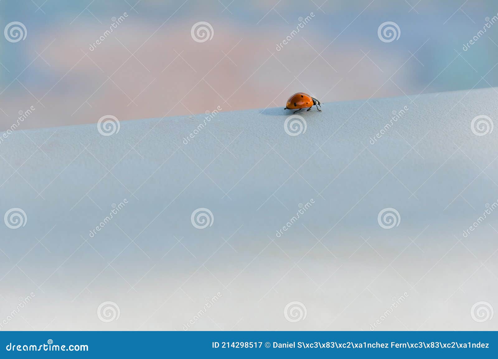 Ladybug Walking on Light Surface Stock Image - Image of eastern ...