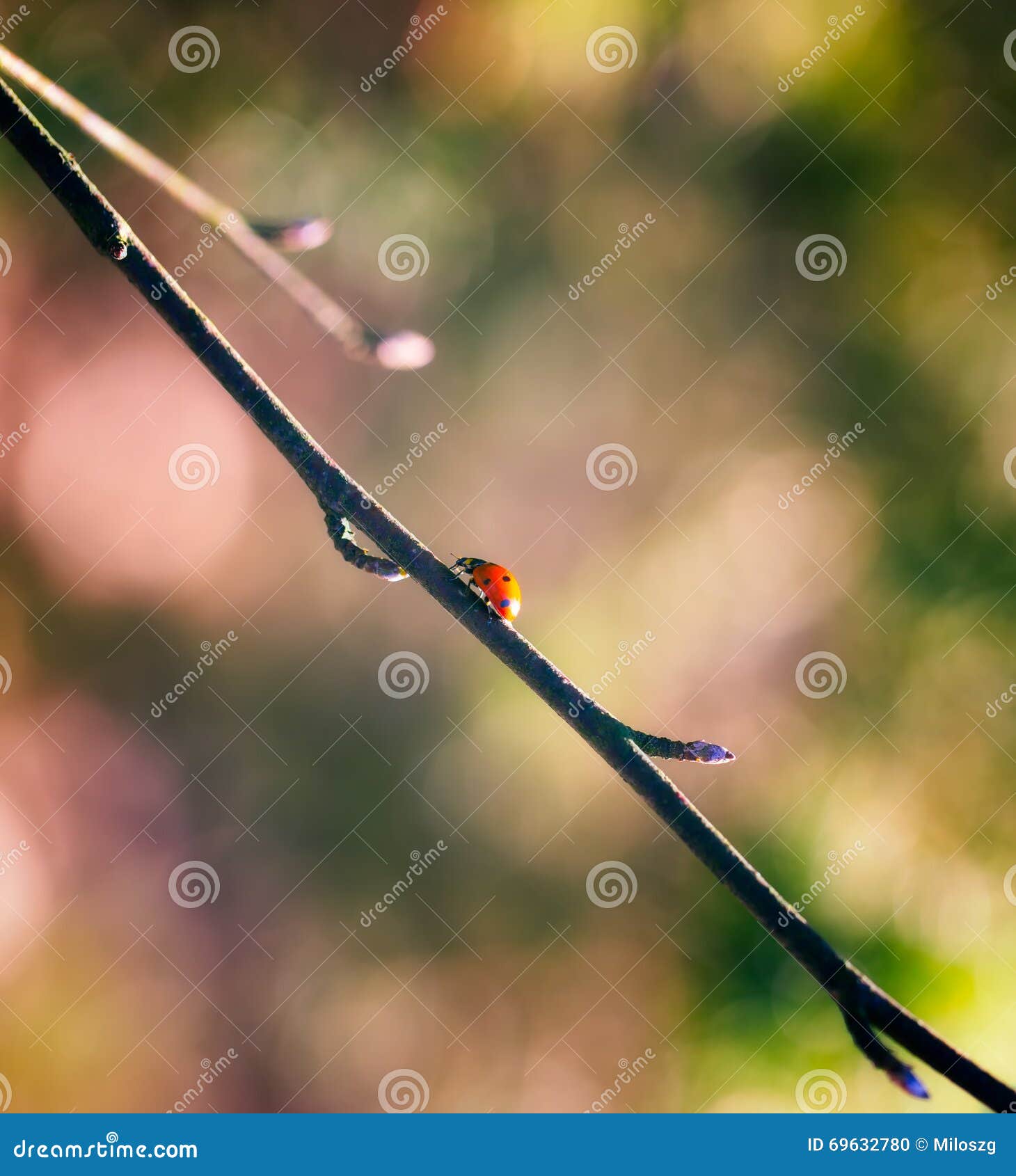 Ladybug Walking on Spring Tree Branch Stock Photo - Image of legs ...