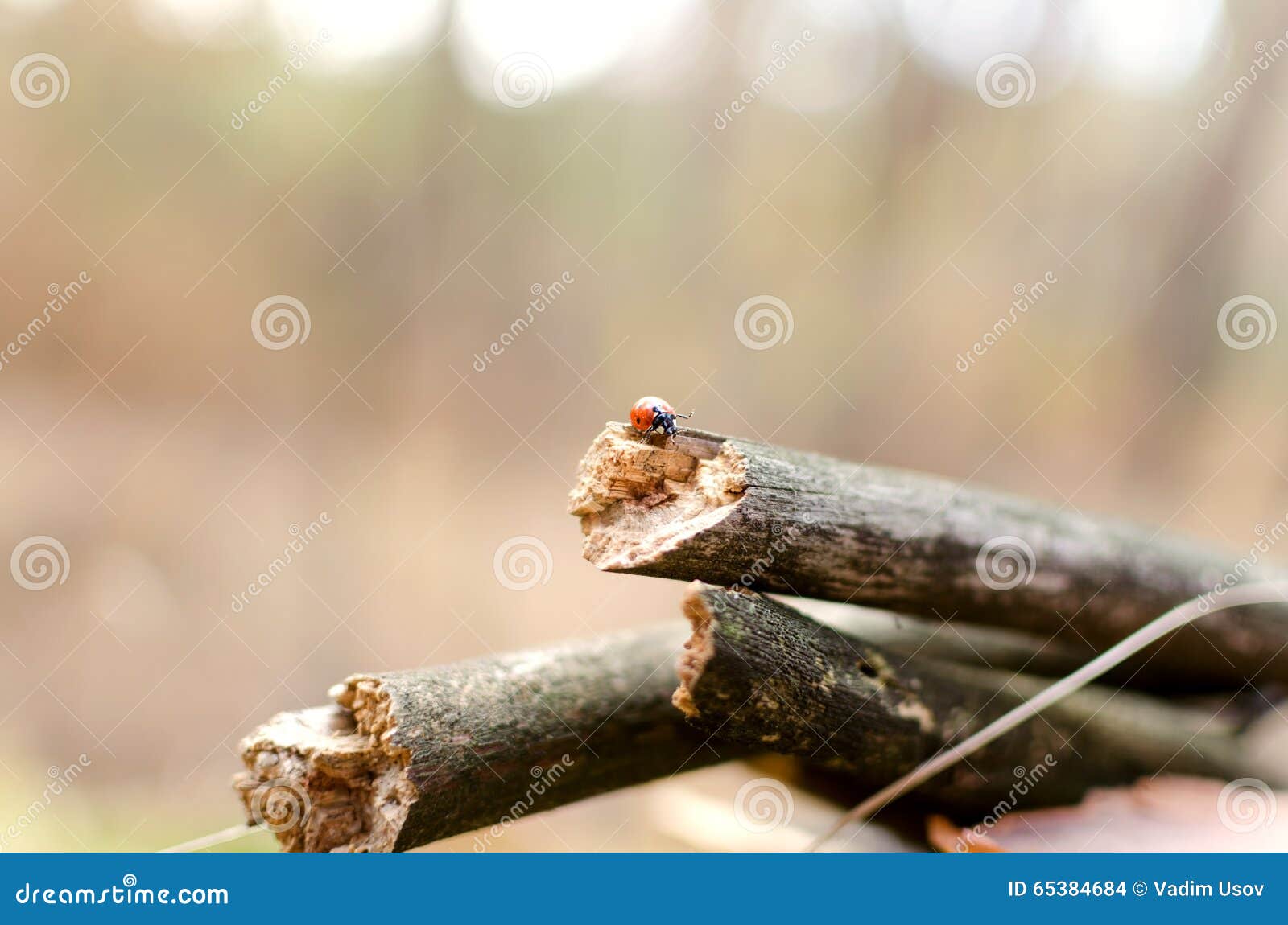 Ladybug Walking on Wooden Branches Stock Photo - Image of insect, wood ...