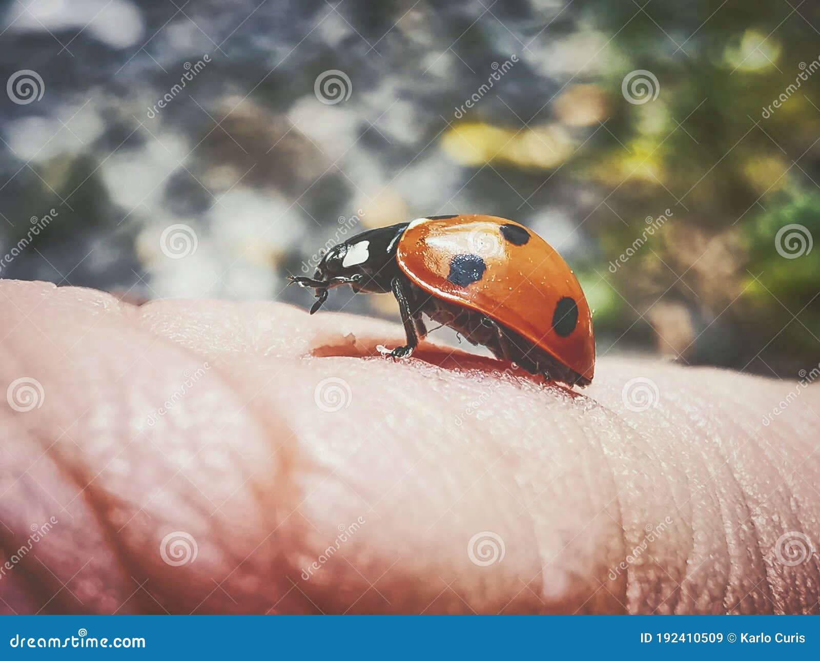 Ladybug walkingn my finger stock image. Image of gentle - 192410509